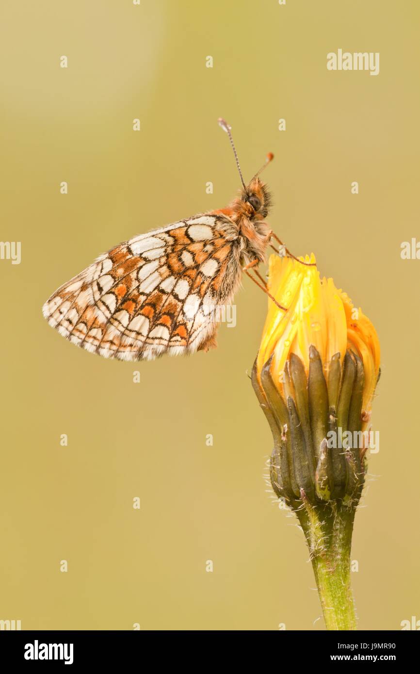 bloom, blossom, flourish, flourishing, wing, spring, moth, green, bloom ...