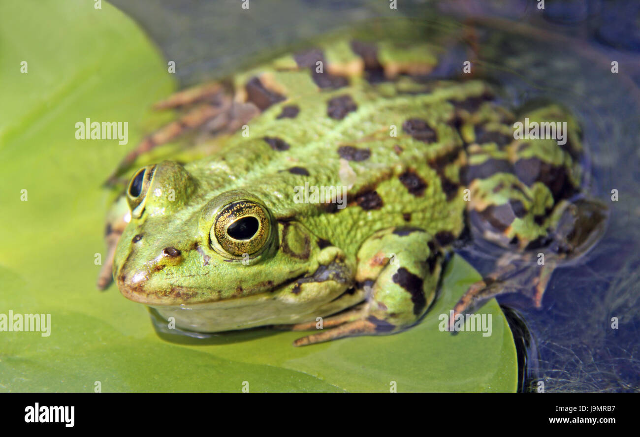 frog, green, portrait, eyes, amphibians, frog, fresh water, pond, water ...