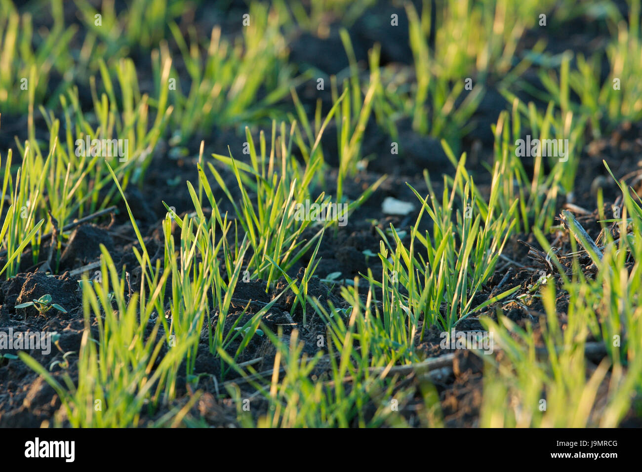 agriculture, farming, field, spring, wheat, lawn, green, fresh, nature ...