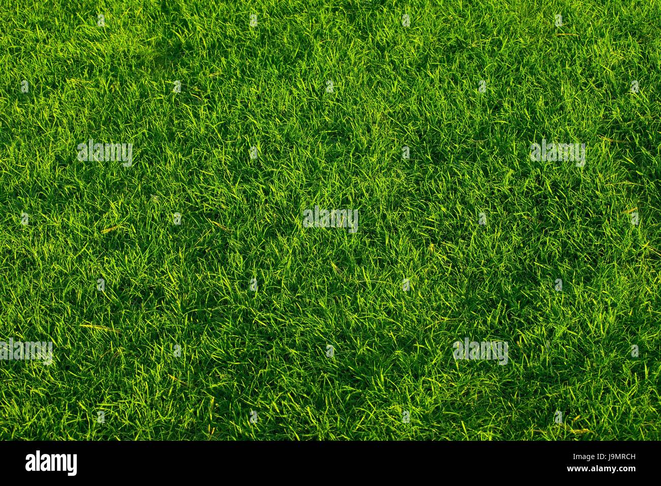 pattern, organic, meadow, grass, lawn, green, backdrop, background ...