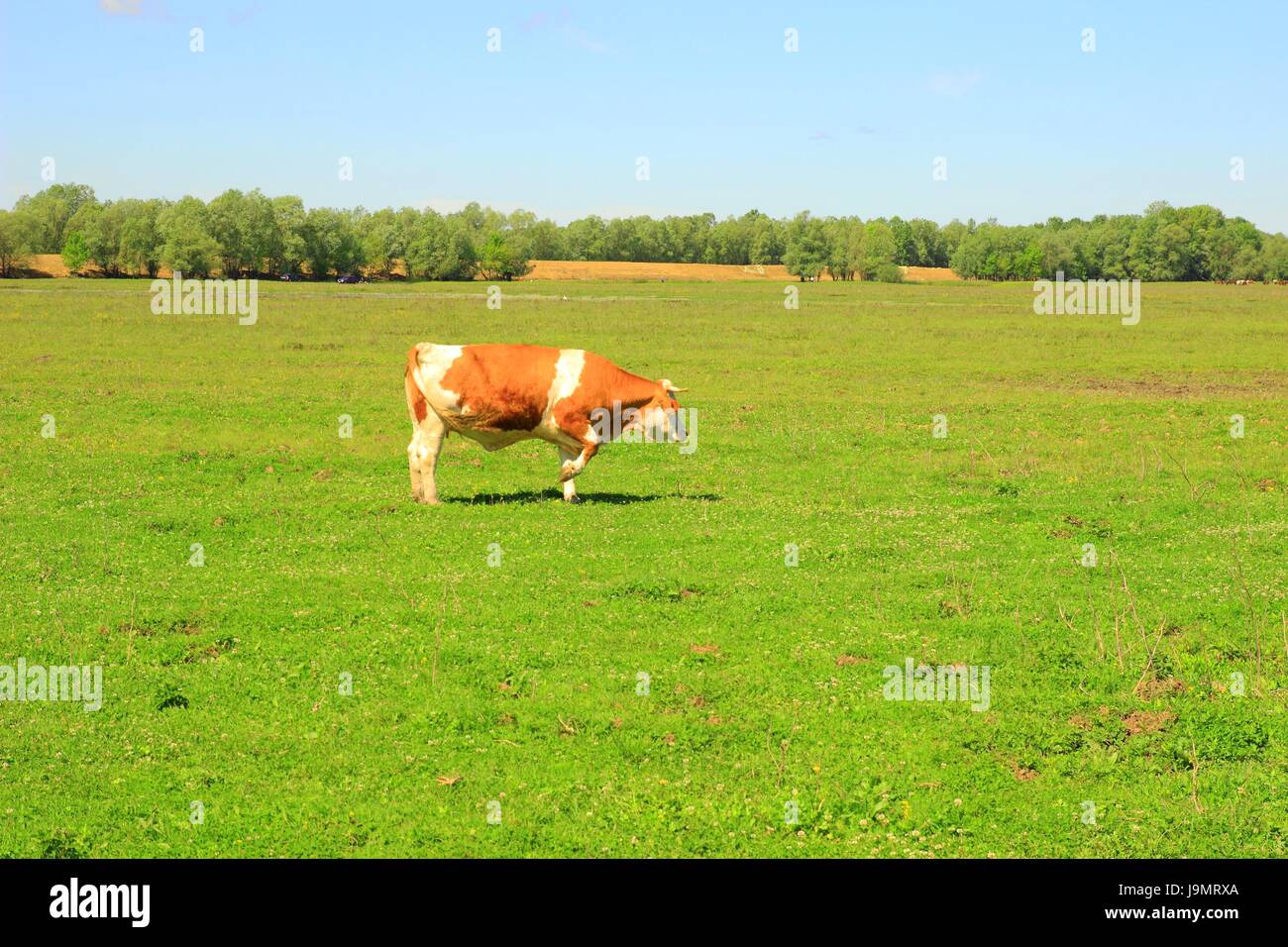 Cattle on farm land Stock Photo - Alamy