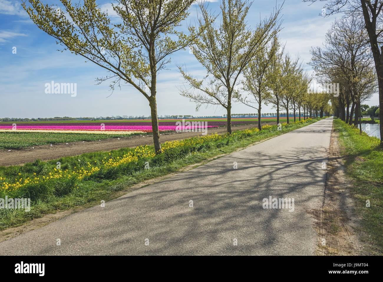 Road with a row of trees flanked by the beautiful and colorful tulip ...