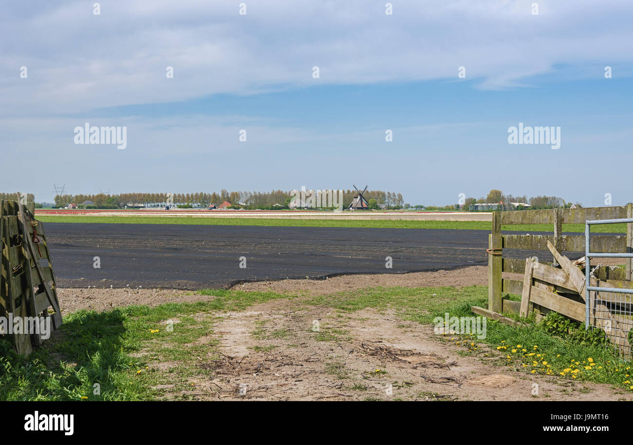 Typical Dutch polder landscape with mills on the background Stock Photo ...