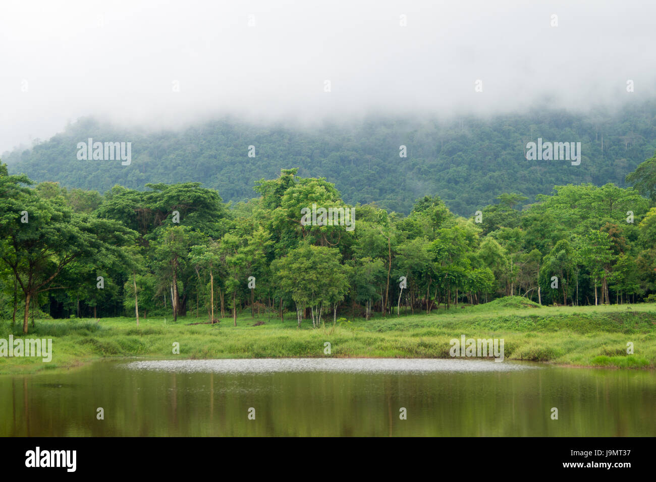 Big tree in the forest Sky backdrop with cloud cover Stock Photo - Alamy