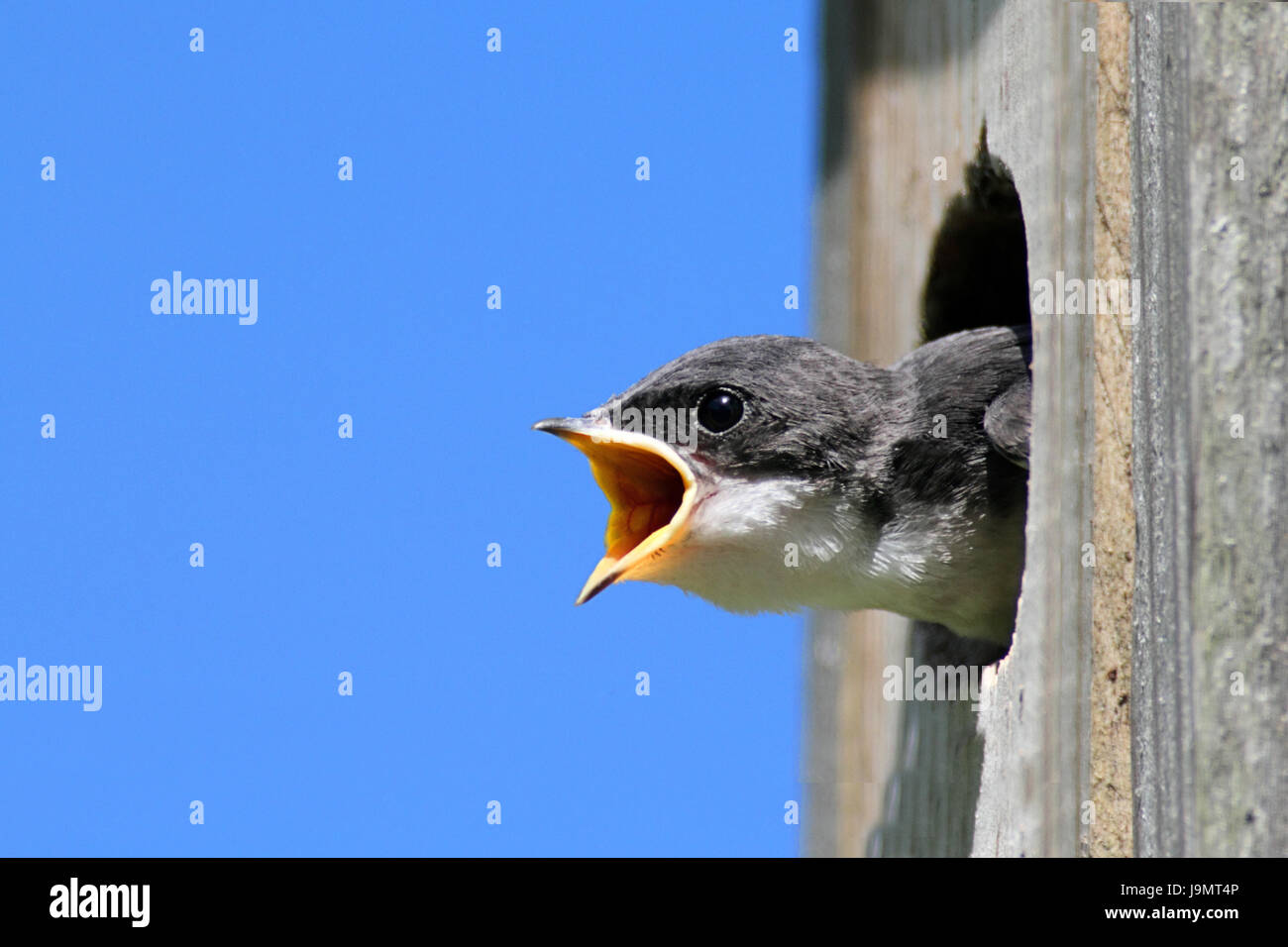 food, aliment, birds, hungry, cub, baby, swallow, bird, wood, fauna ...