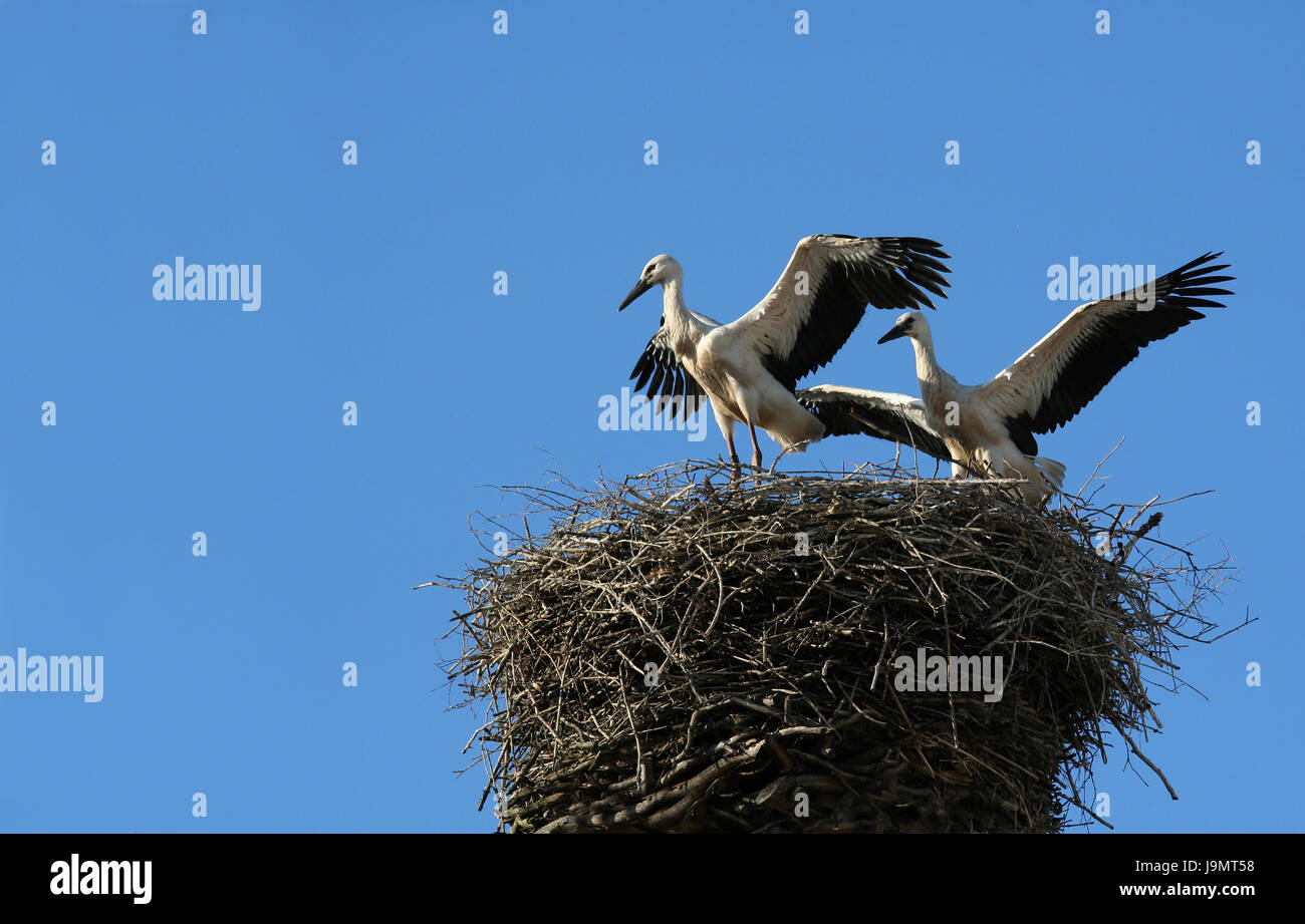 bird, conservation of nature, birds, offspring, stork, nest, young ...
