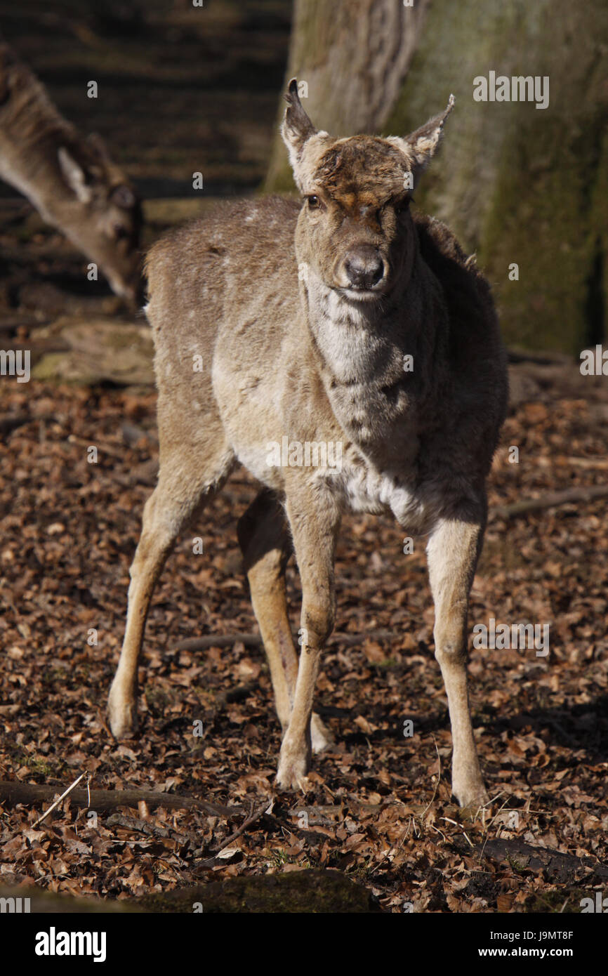 male, masculine, female, fallow deer, hart, stag, female, mammal, male ...