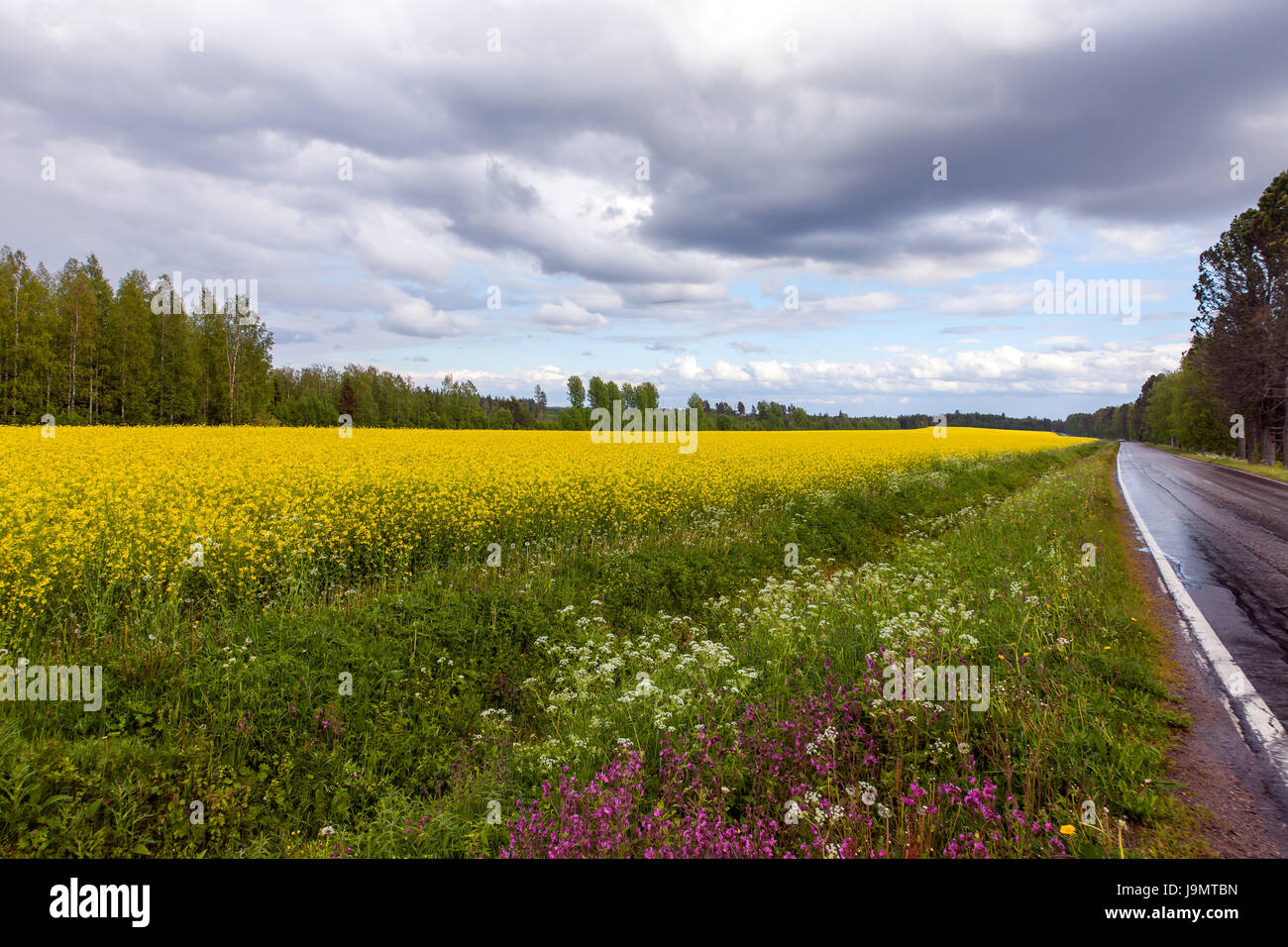 environment, enviroment, agriculture, farming, cloud, field, flower ...