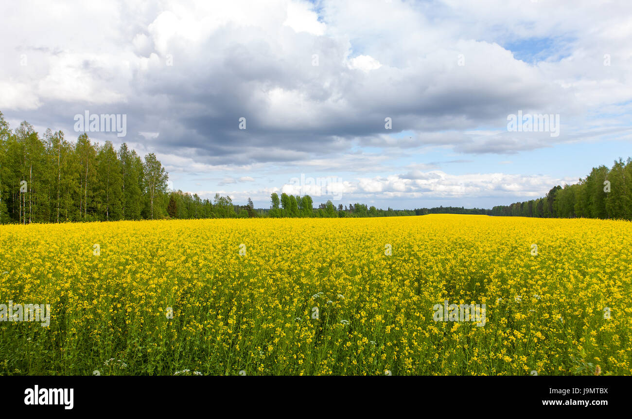 environment, enviroment, agriculture, farming, cloud, field, flower ...