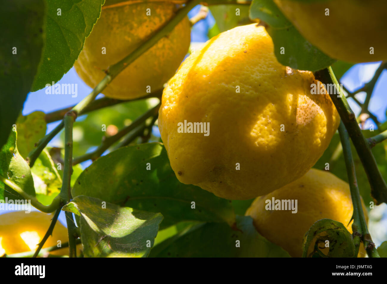 Ripe yellow Sicilian lemons on lemon trees, lemon plantations, ready to ...