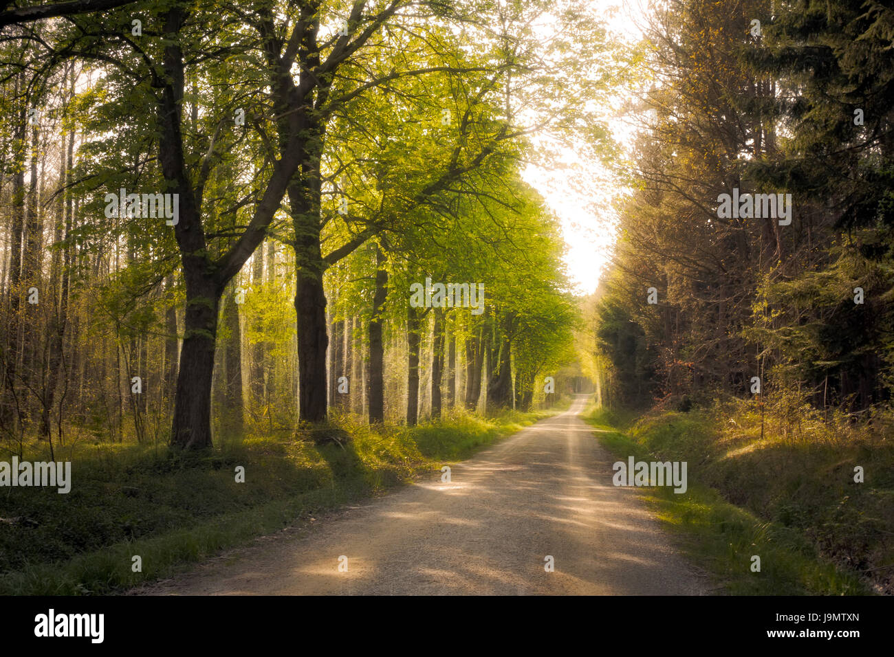 green, hike, go hiking, ramble, bridle path, path, way, scenery ...