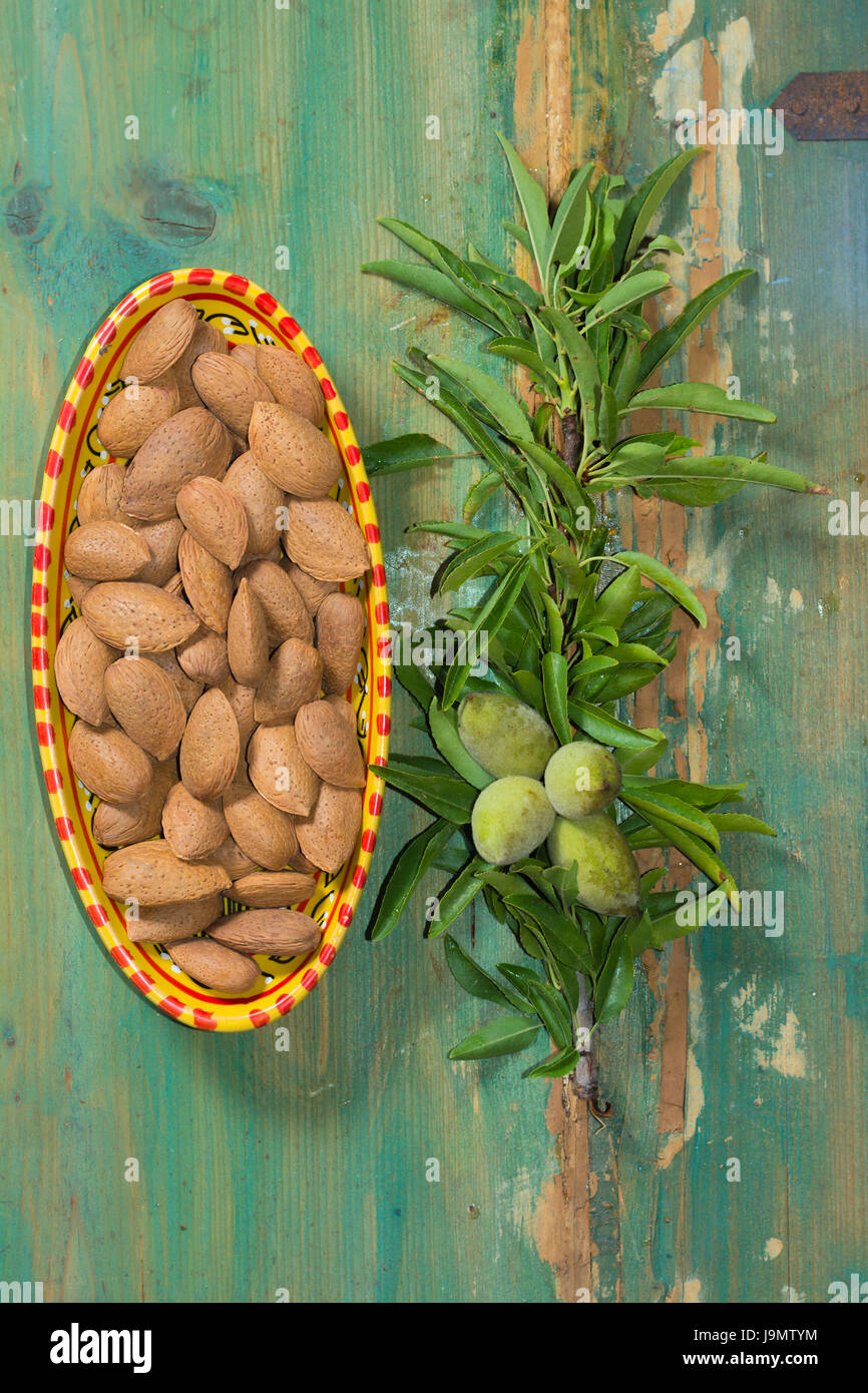Ripe almonds and fresh green almonds on the branch with leaves on ...