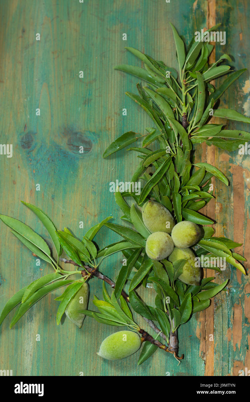 Ripe almonds and fresh green almonds on the branch with leaves on ...