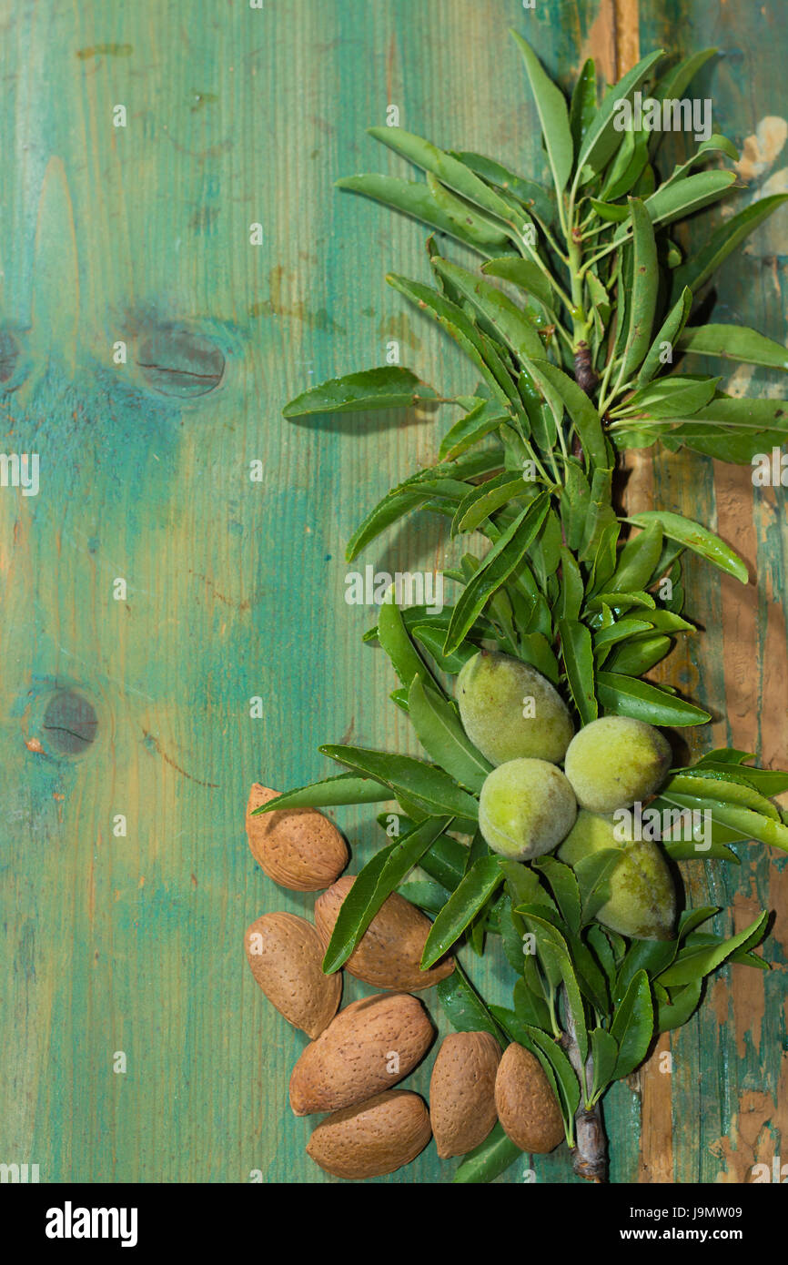 Ripe almonds and fresh green almonds on the branch with leaves on ...