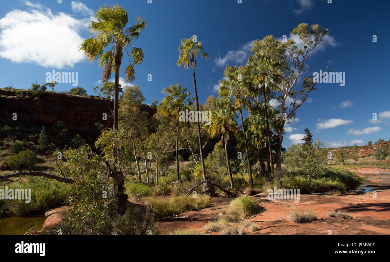 australia, palms, palmtrees, australia, palms, valley, rare, ravine ...