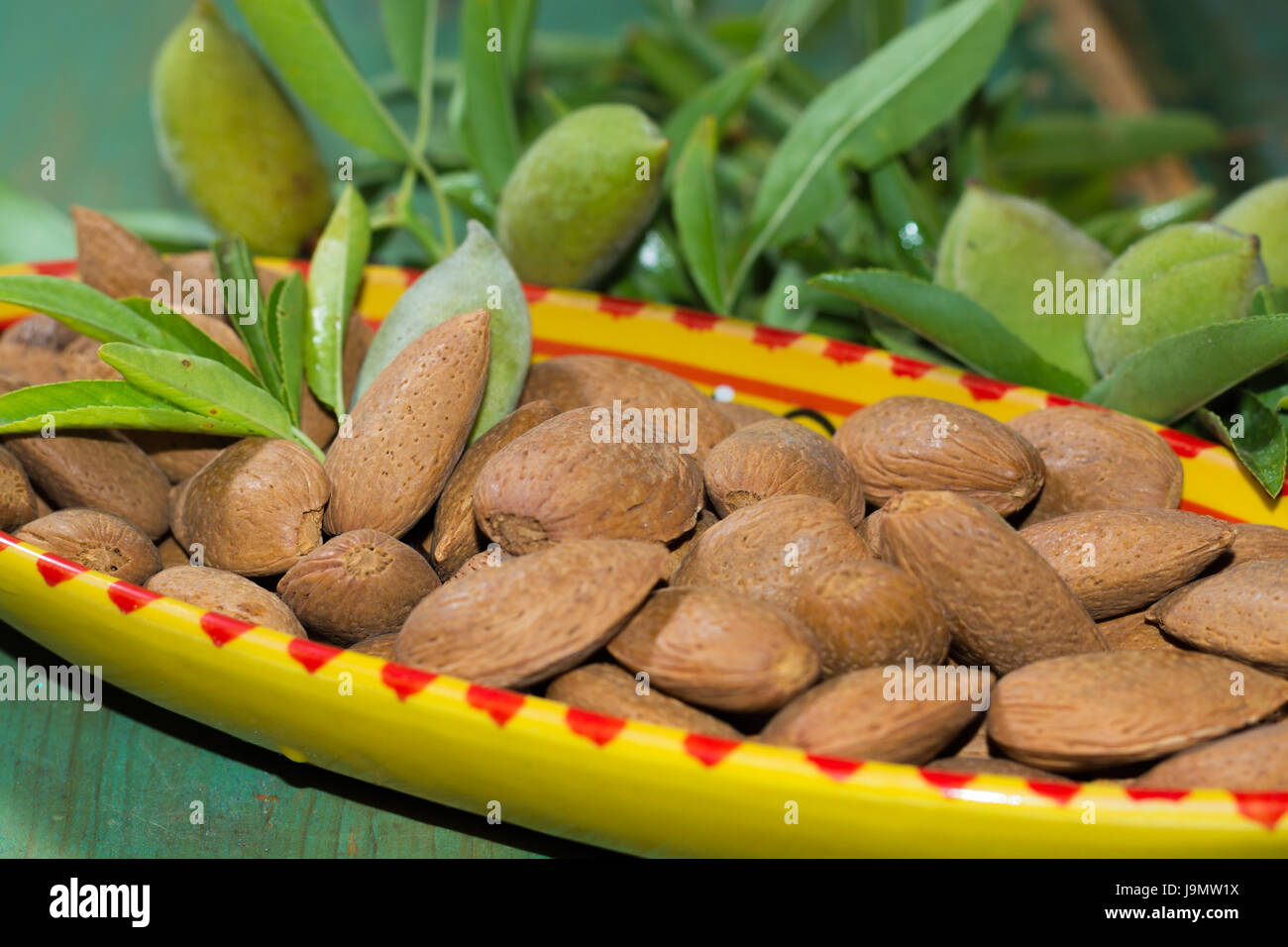 Ripe almonds and fresh green almonds on the branch with leaves on ...