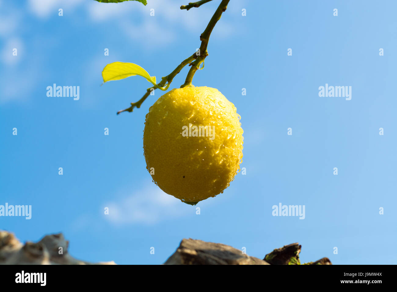 Ripe yellow Sicilian lemons on lemon trees, lemon plantations, ready to ...