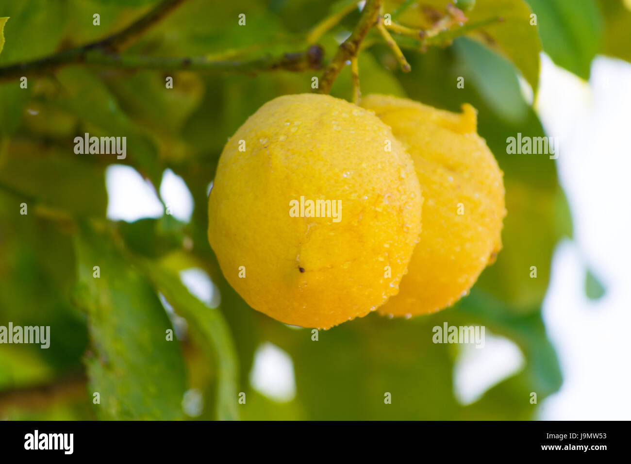 Ripe yellow Sicilian lemons on lemon trees, lemon plantations, ready to ...