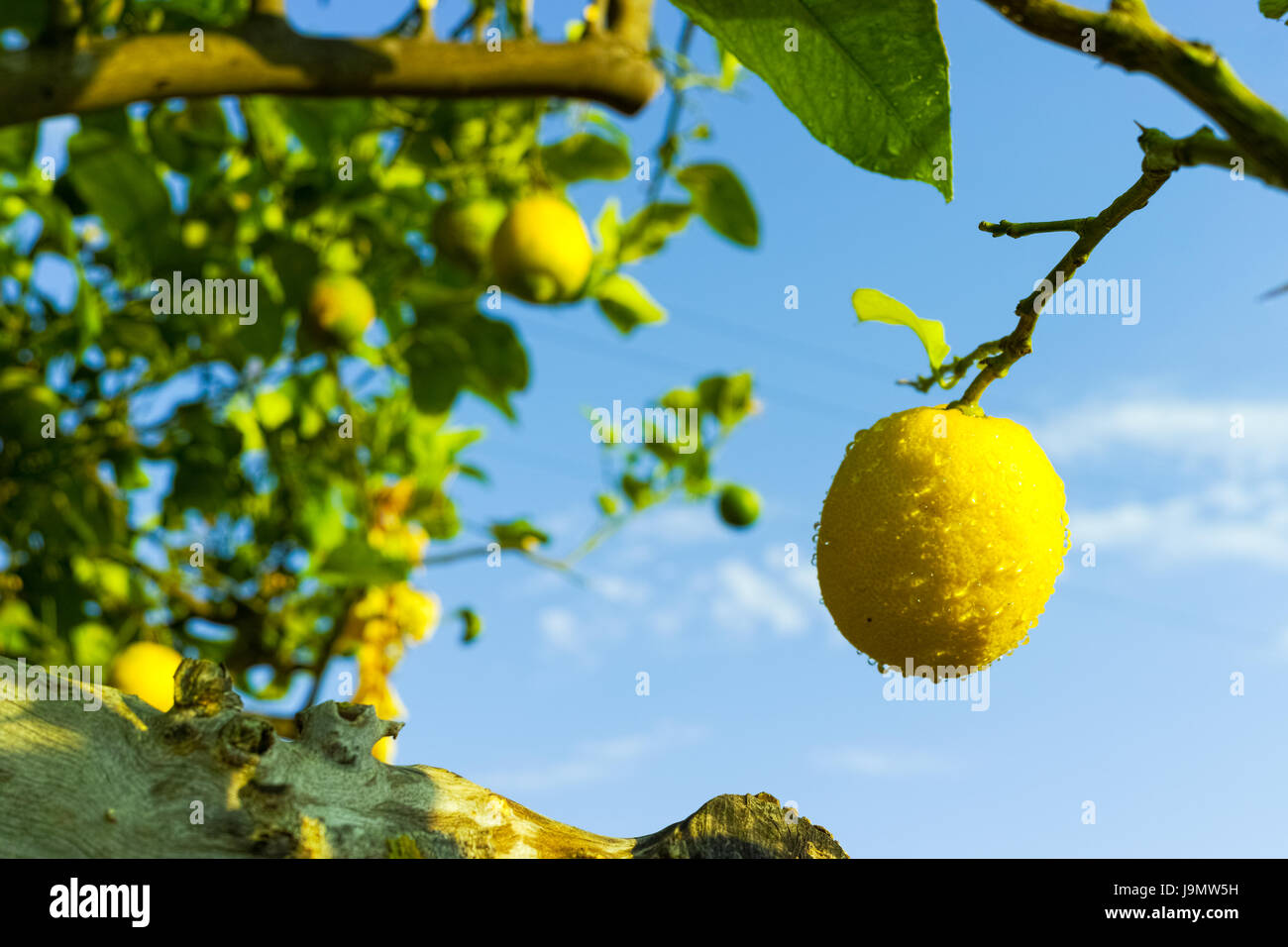 Ripe yellow Sicilian lemons on lemon trees, lemon plantations, ready to ...