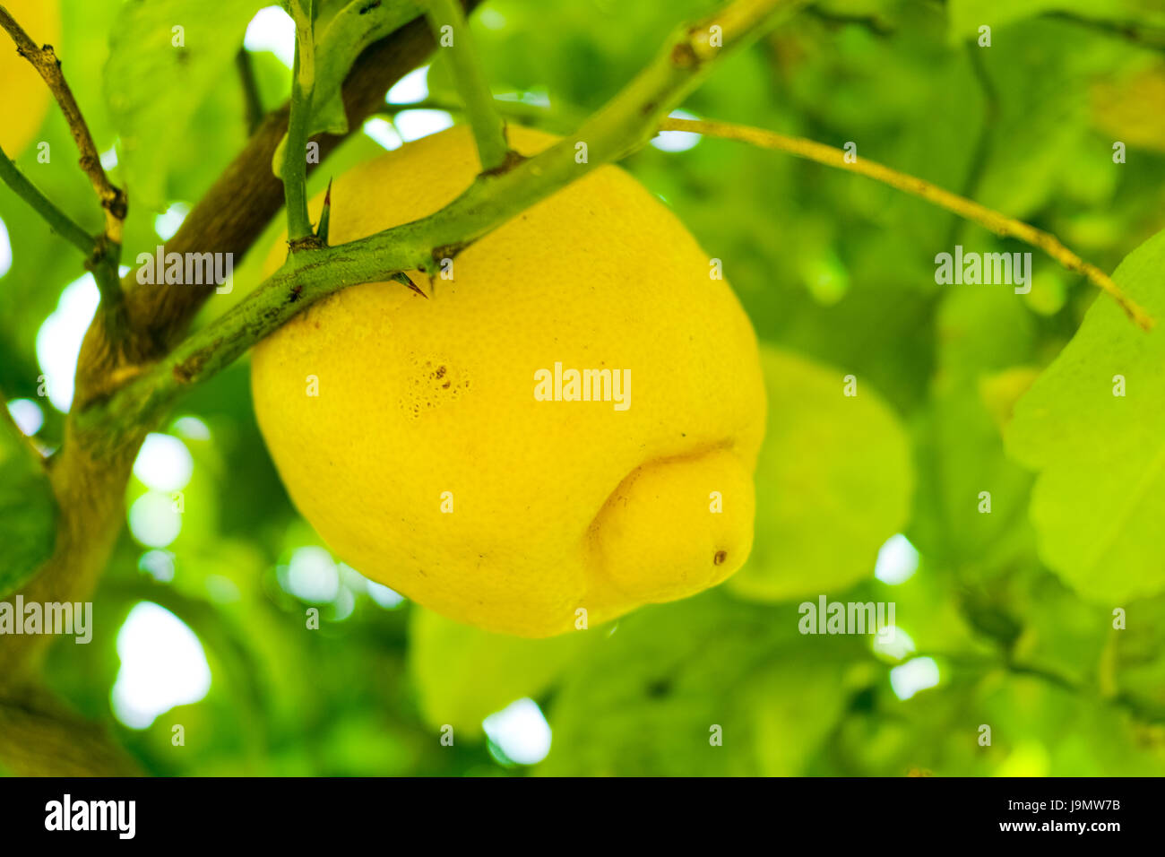 Ripe yellow Sicilian lemons on lemon trees, lemon plantations, ready to ...