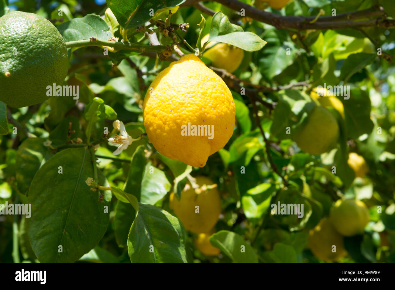Ripe yellow Sicilian lemons on lemon trees, lemon plantations, ready to ...