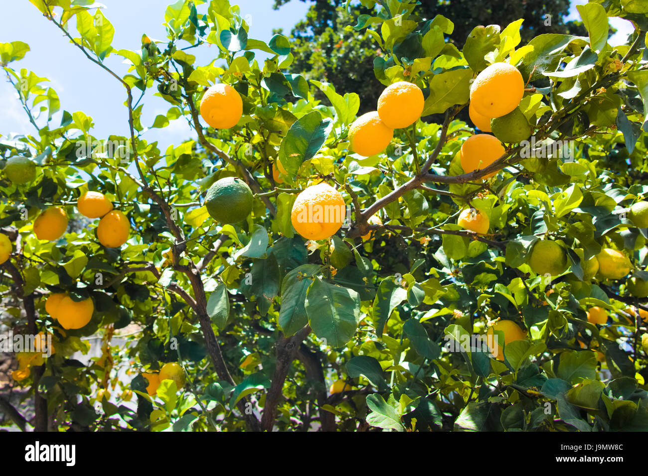 Ripe yellow Sicilian lemons on lemon trees, lemon plantations, ready to ...