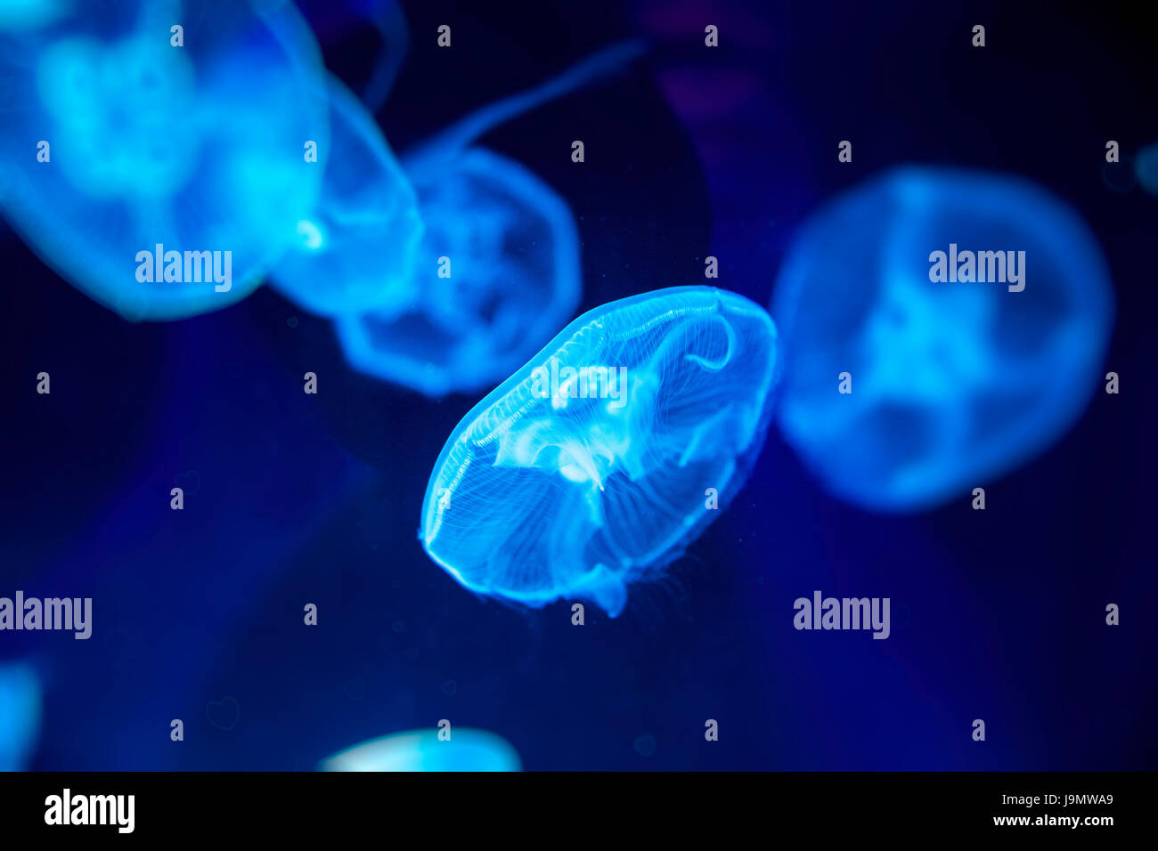Moon jelly fish hi-res stock photography and images - Alamy