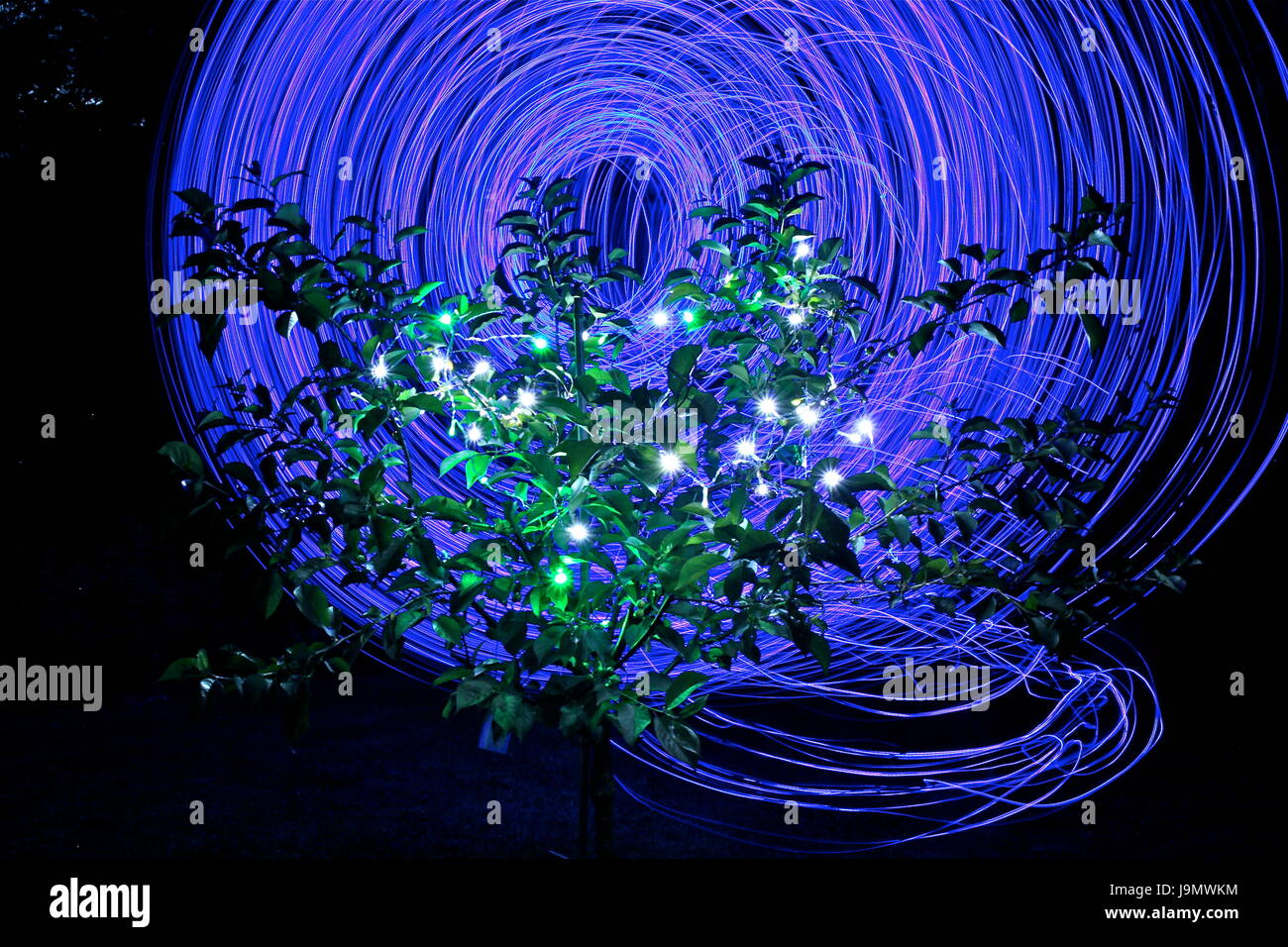 shine, shines, bright, lucent, light, serene, luminous, tree, night ...