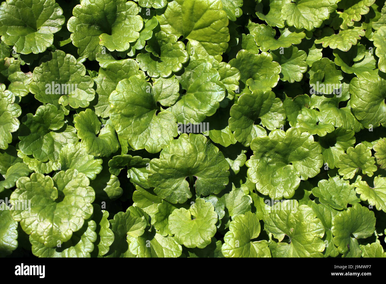 Gundermann plant hi-res stock photography and images - Alamy