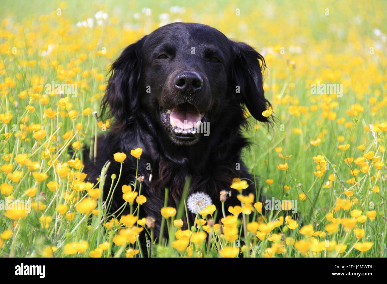 dog lying comfortably on the flower field Stock Photo - Alamy