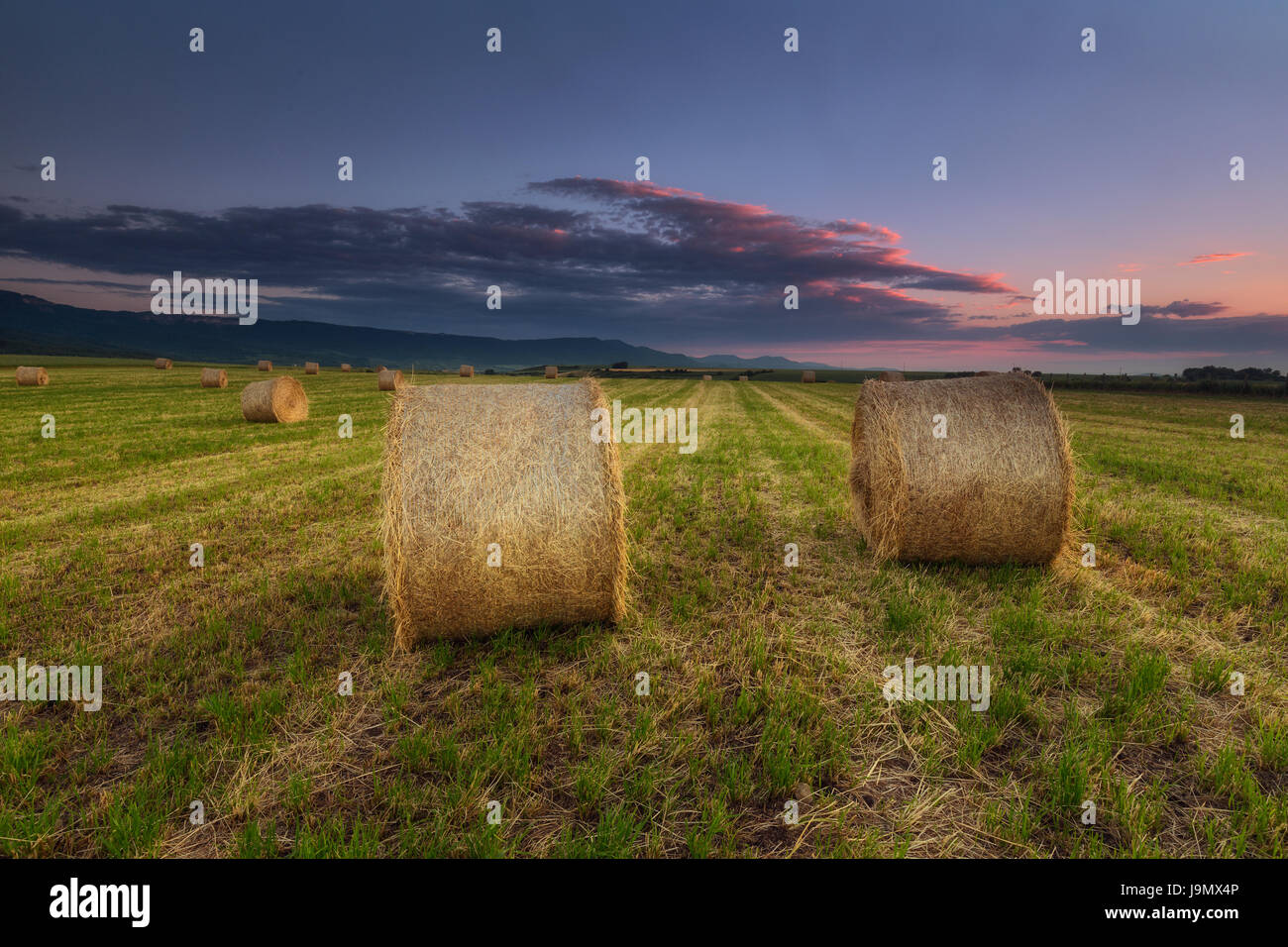 Harvest time, bundles in the field Stock Photo - Alamy