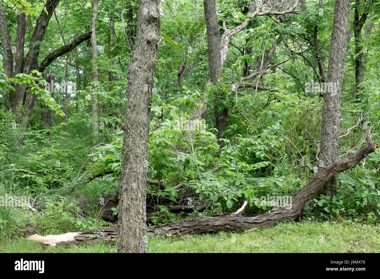 Large dead tree limb on ground hi-res stock photography and images - Alamy