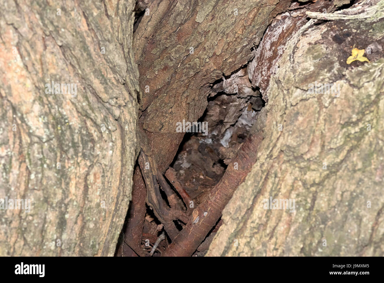 Tree split hi-res stock photography and images - Alamy