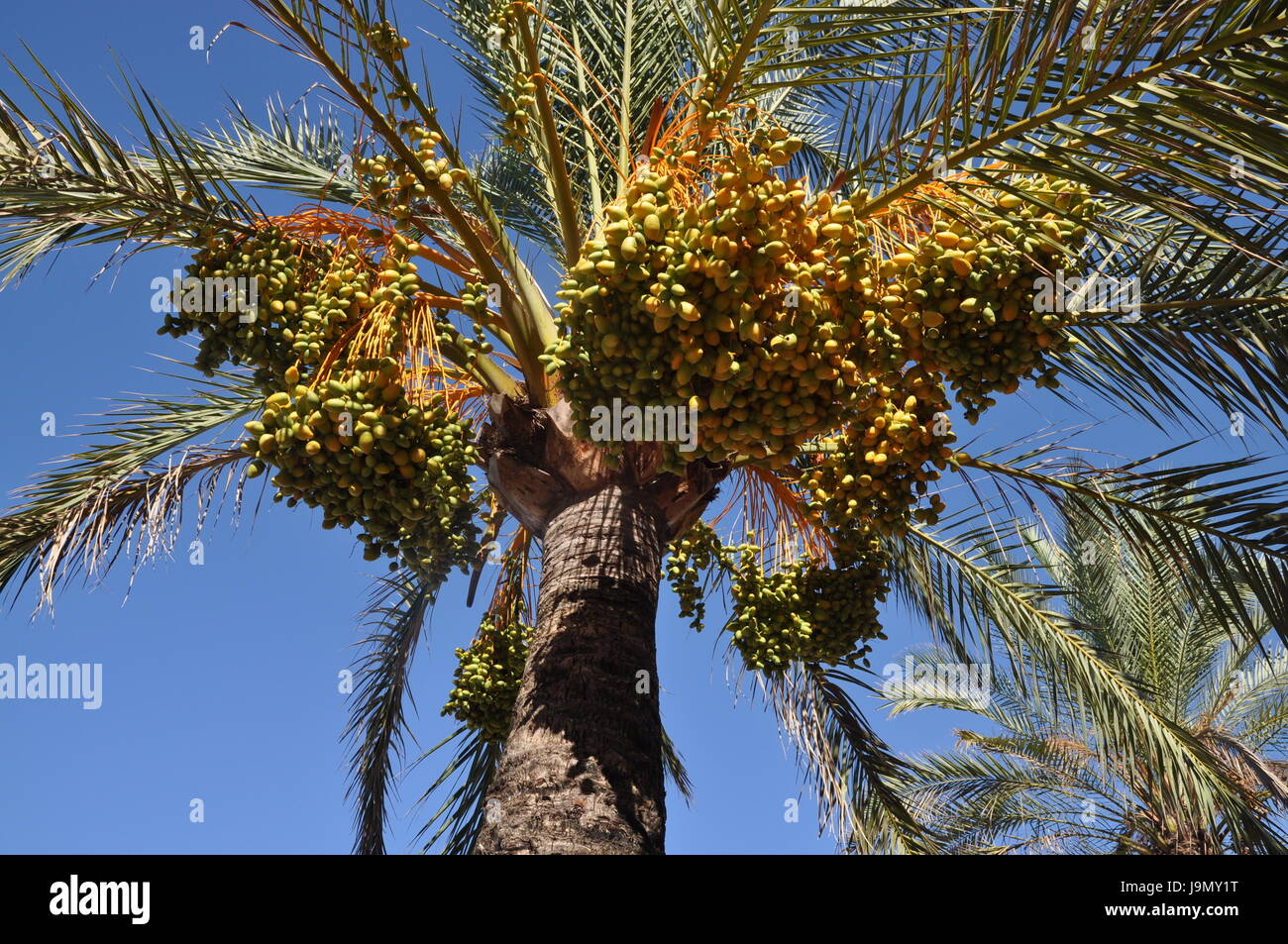 plant, botany, palms, exotic, south, palm tree, tropical, palmtrees ...