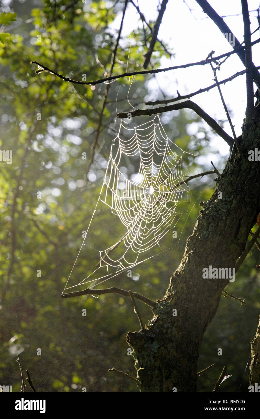 tree, spider, net, branch, forest, nature, cobweb, spiders web, shine ...