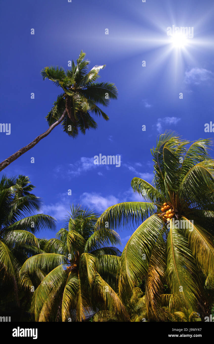 blue, beautiful, beauteously, nice, leaf, environment, enviroment, tree ...