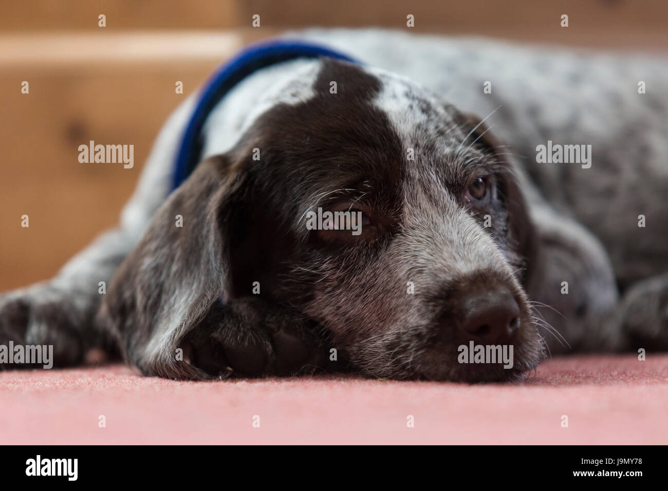 A sleepy German Wirehaired Pointer puppy Stock Photo - Alamy