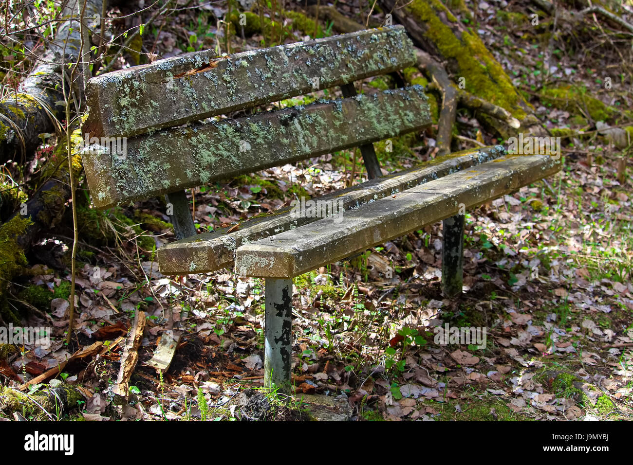 A lichen covered bench in the woods Stock Photo - Alamy