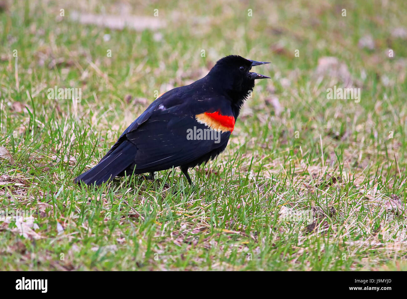 A red winged blackbird calling on the grass Stock Photo - Alamy