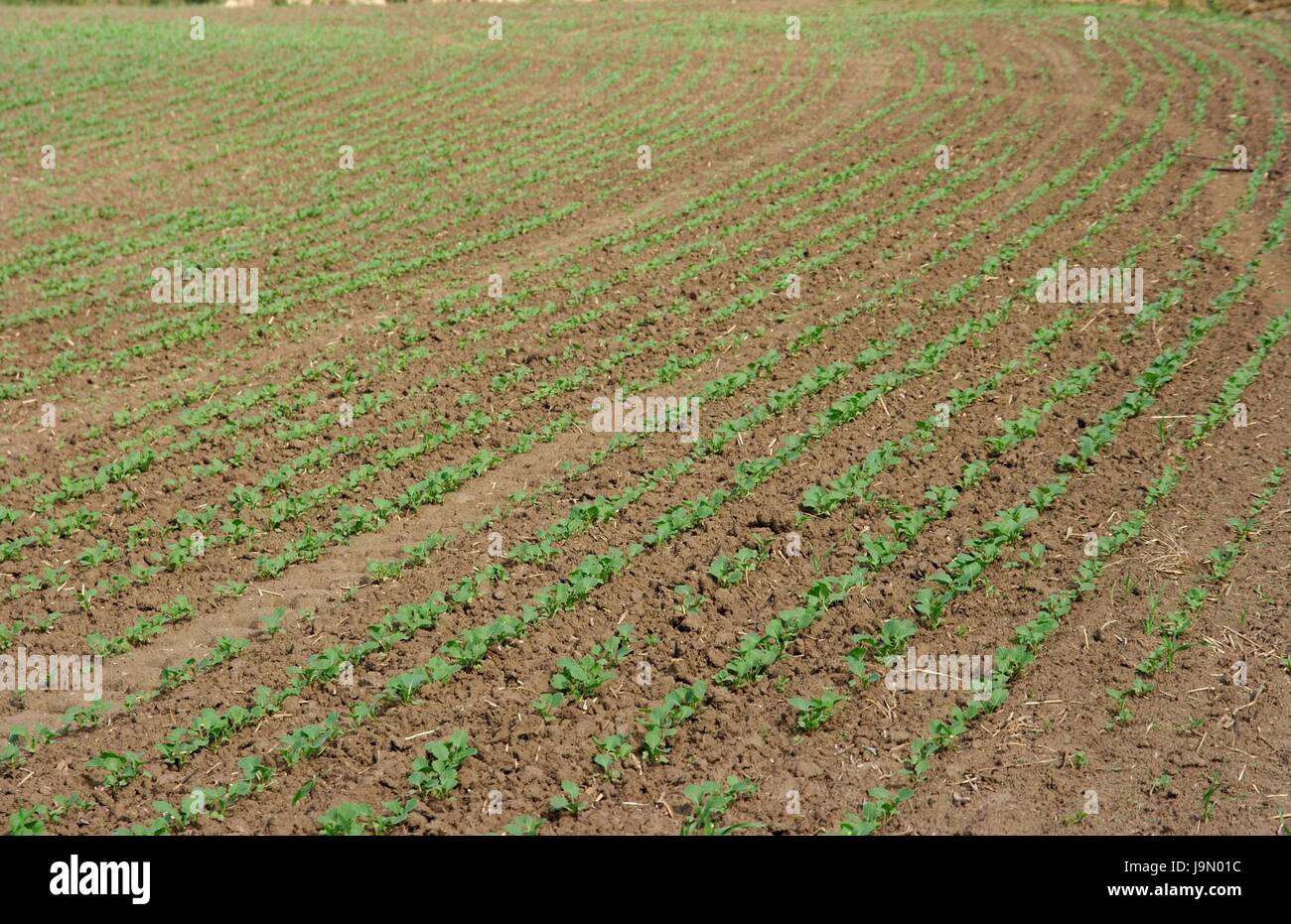 agriculture, farming, field, spring, wheat, lawn, green, fresh, nature ...