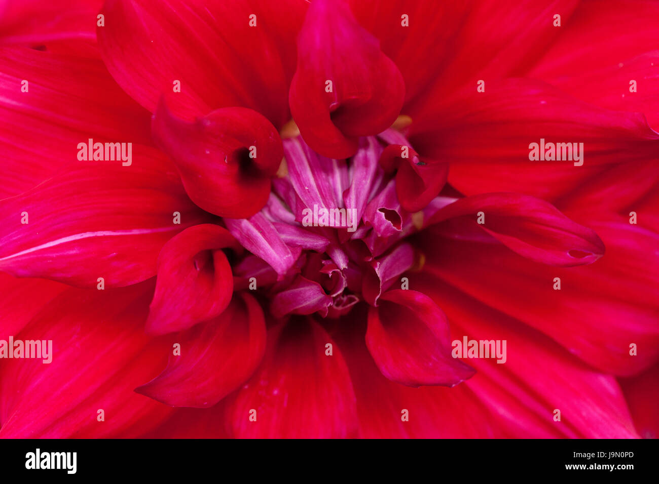 Macro of a red dahlia Stock Photo - Alamy