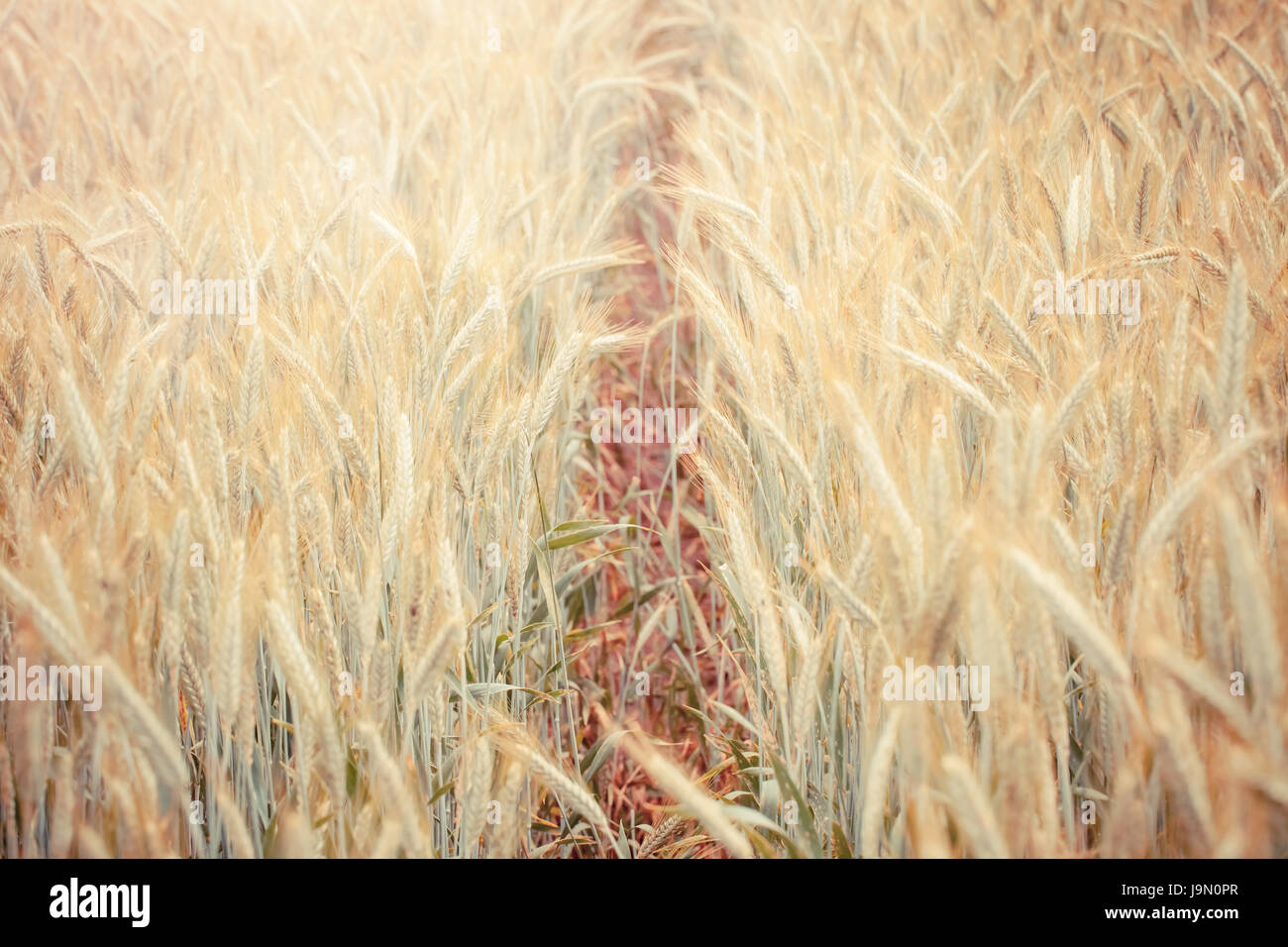 agriculture, farming, wheat, corn, bakery, bakeshop, backery, cereal ...