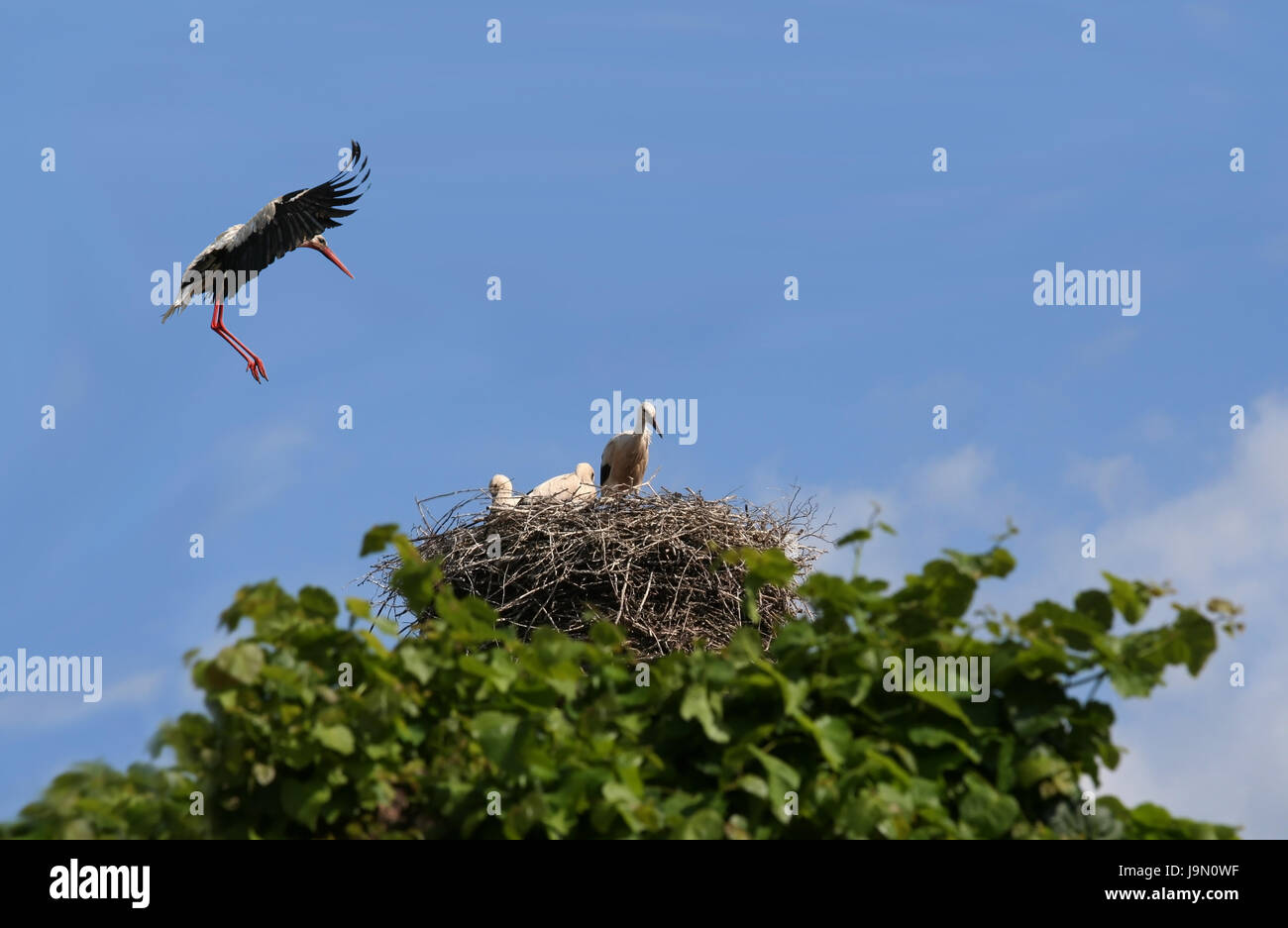bird, conservation of nature, birds, offspring, stork, nest, feed, blue ...