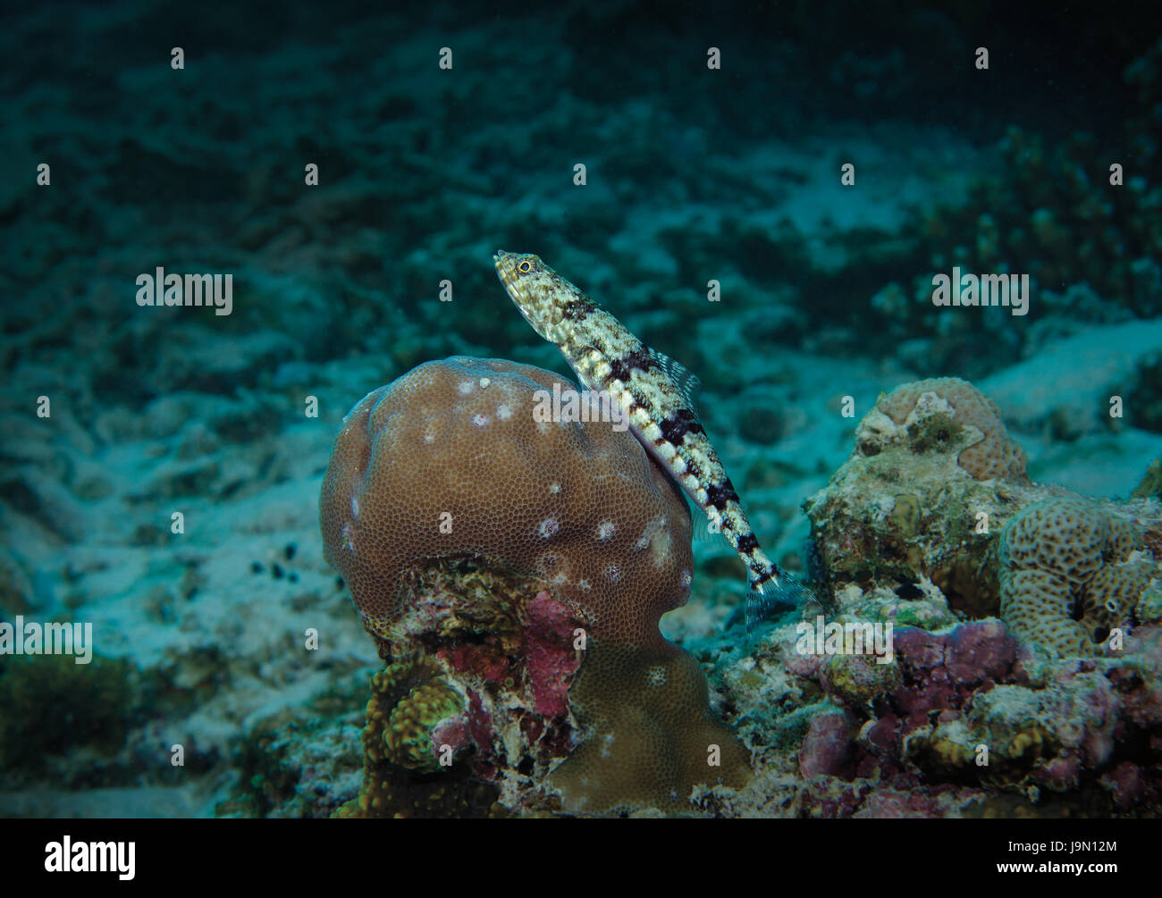 variegated lizardfish, Synodus variegatus, on brain coral in Maldives ...
