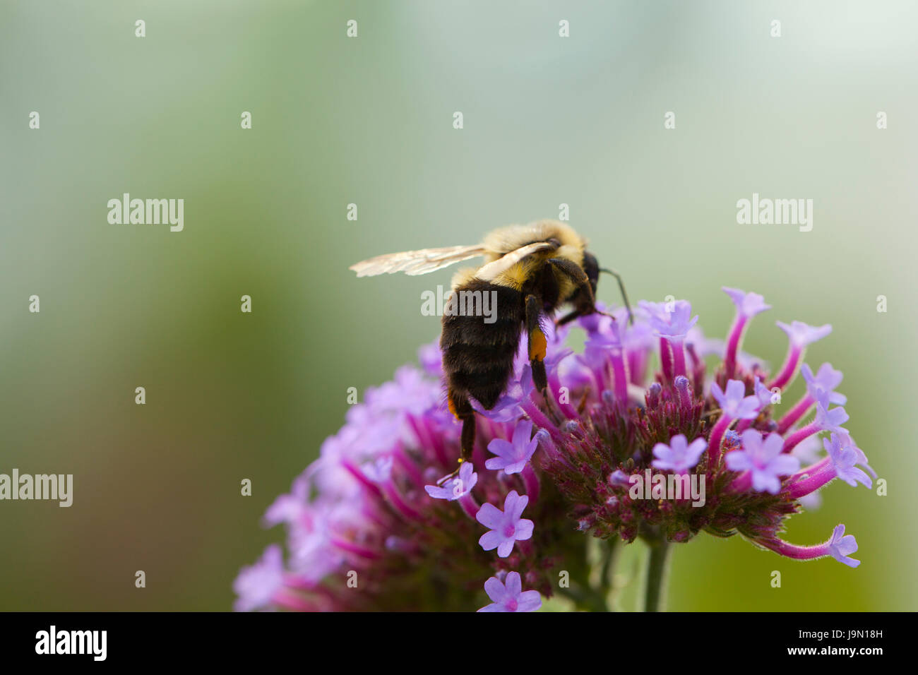 Bumblebee foraging in tiny purple flowers. Isolated on a green blurry ...