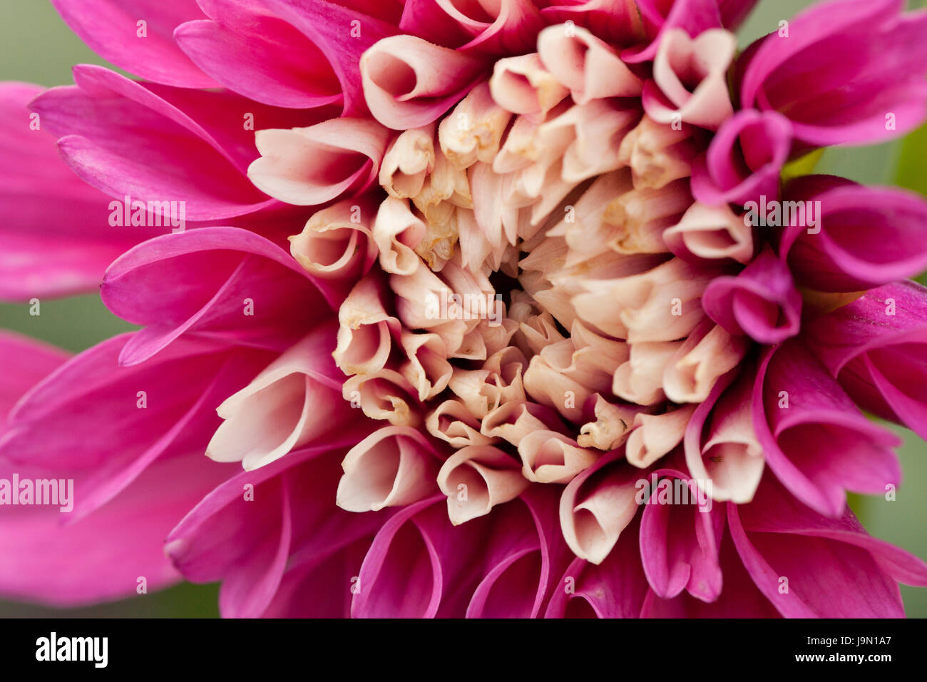 Dahlia heart hi-res stock photography and images - Alamy