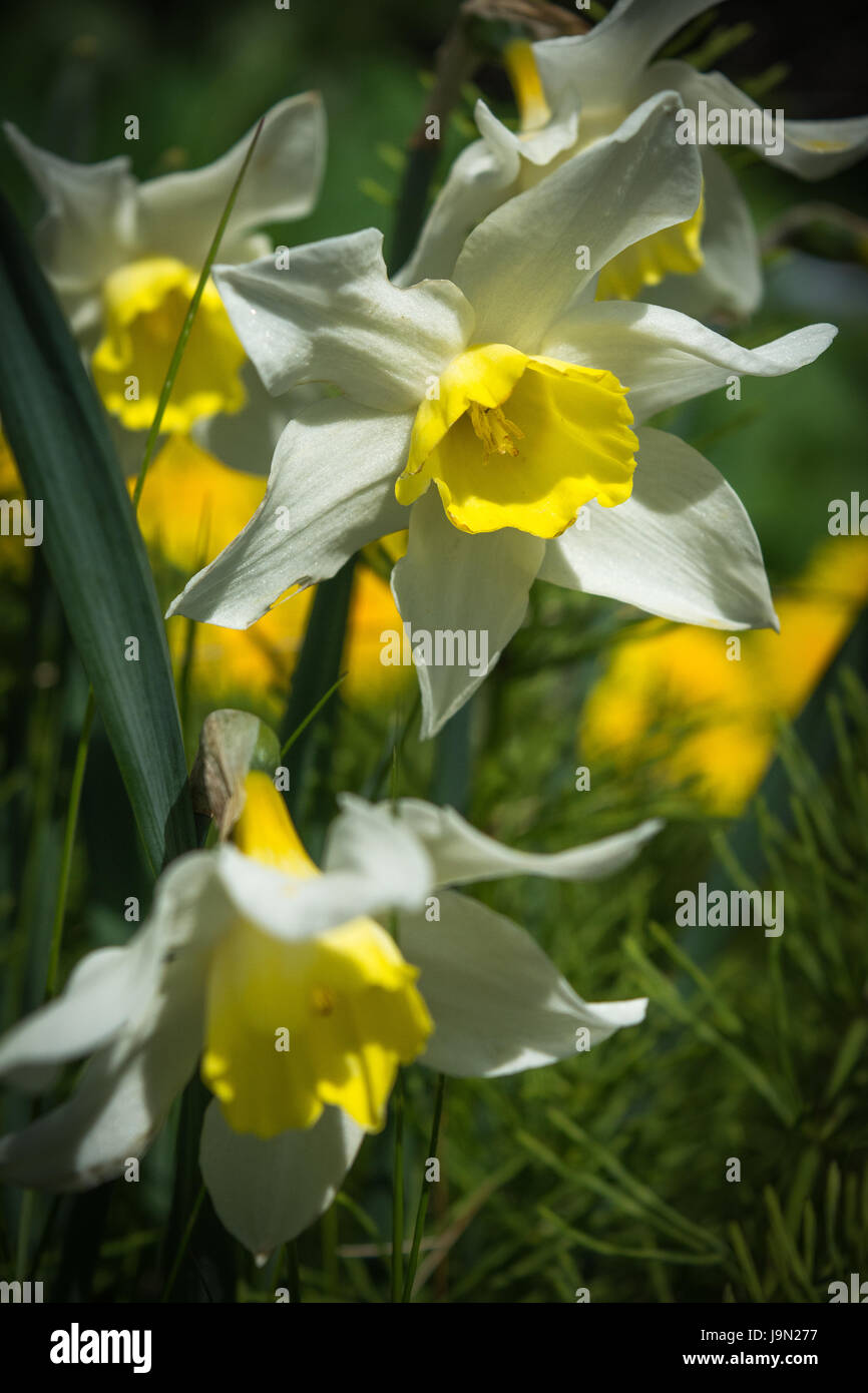 A field of yellow daffodil bloom in soft light Stock Photo - Alamy
