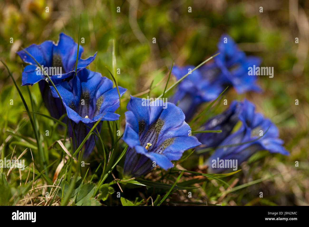 blue, flower, plant, alps, gentian, blue, flower, plant, alps, gentian ...