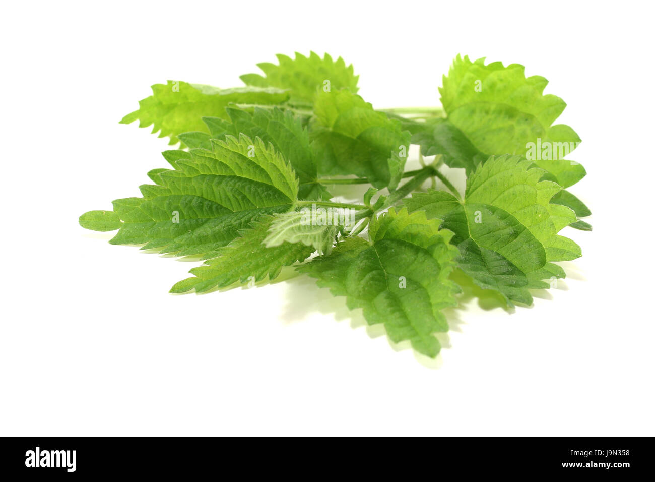 fresh green nettle Stock Photo - Alamy