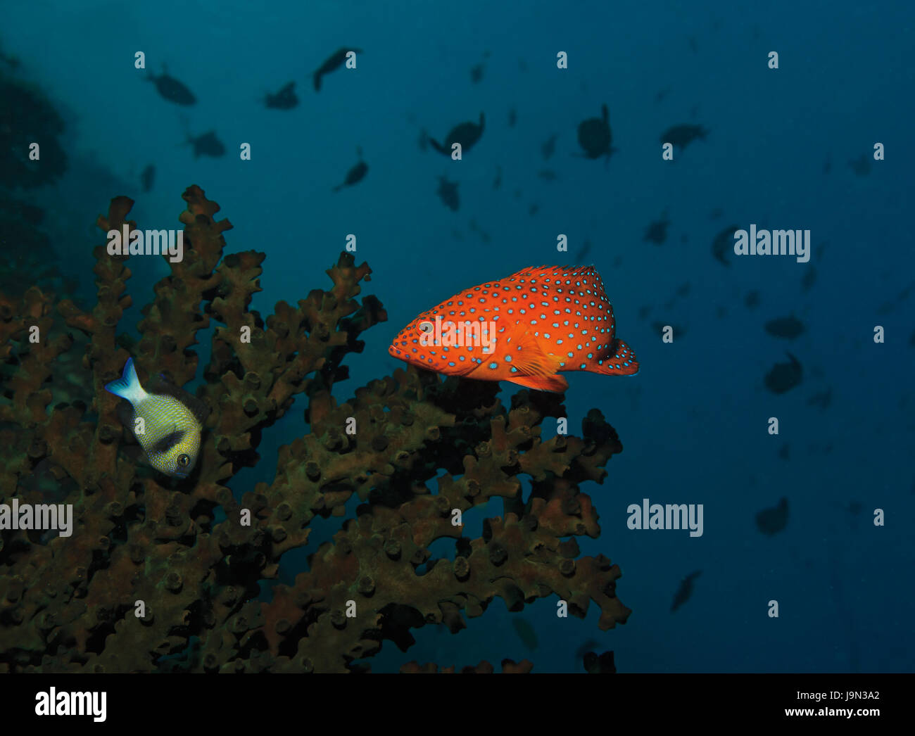 Coral Grouper, Cephalopholis miniata, on coral reef, in Bathala ...